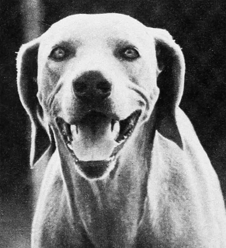 This Is No Shaggy Dog Story—Tab Hunter - Vintage Paparazzi