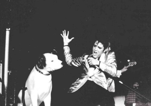 Elvis Presley & The Hound Dog - Vintage Paparazzi